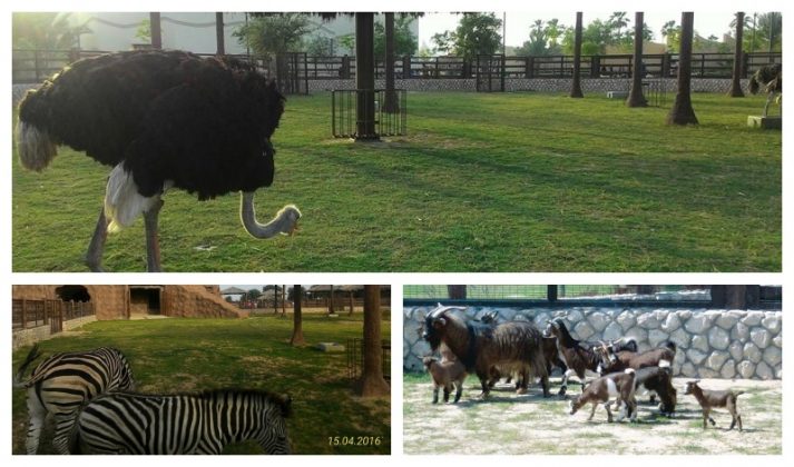 5 Sights to See at Al Khor Park and Zoo · Qatar OFW